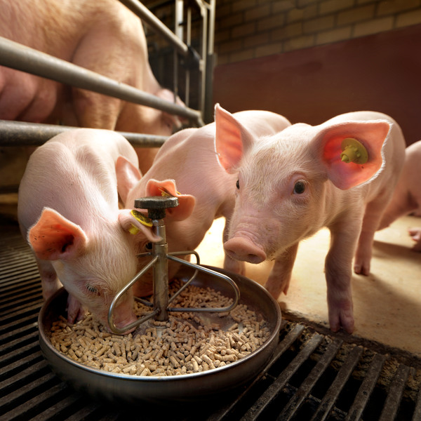 PEP-Ferkelprogramm | Spezialfutter Neuruppin