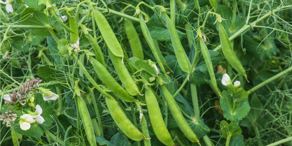 Leguminosen in der Tierernährung – Teil II: großkörnige Leguminosen ...
